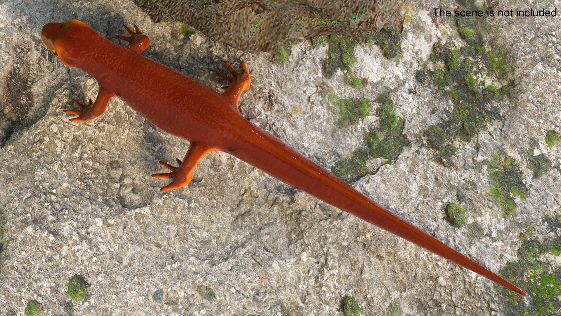 3D Model California Newt - TurboSquid 2143046