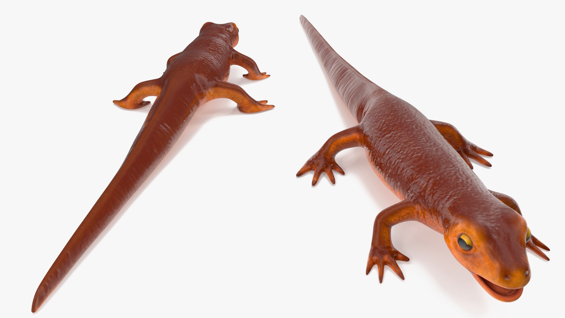 3D Model California Newt - TurboSquid 2143046