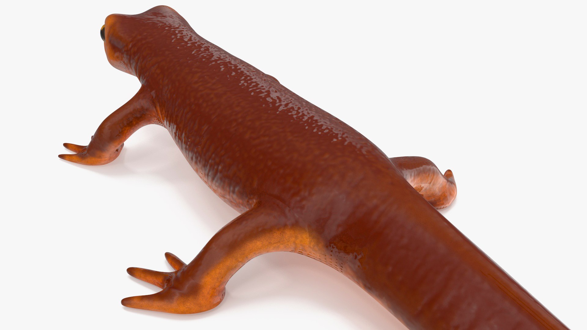3D Model California Newt - TurboSquid 2143046