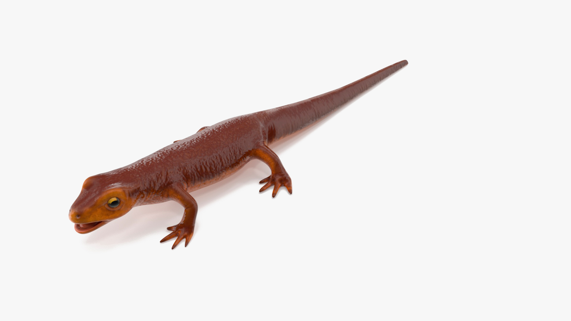 3D Model California Newt - TurboSquid 2143046