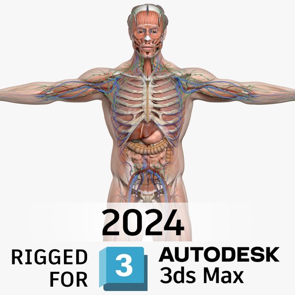 Anatomy 3D Models for Download | TurboSquid