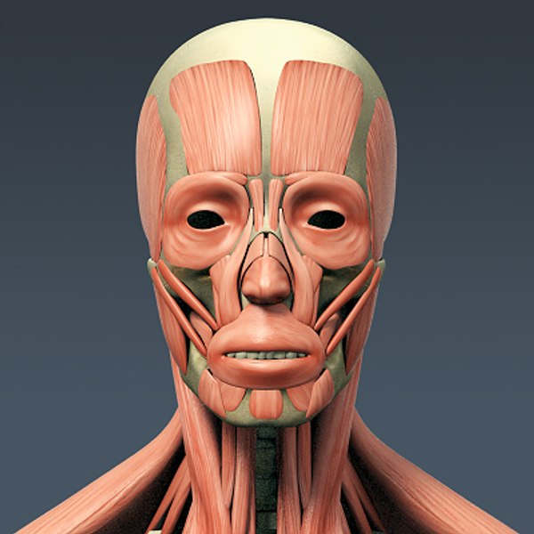 human male body muscular 3d 3ds