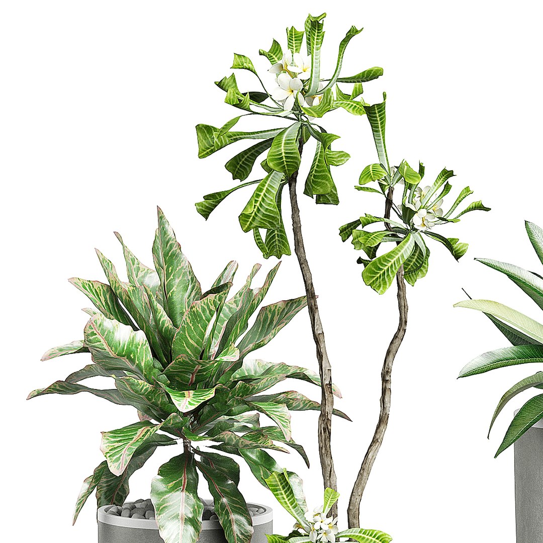 3D Flower Pack 105 - TurboSquid 1632008