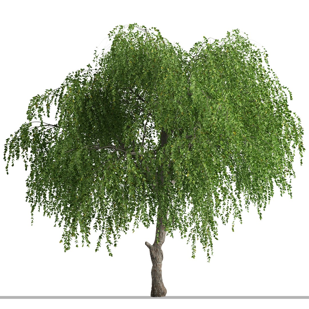 Set Of Chinese Elm Or Ulmus Parvifolia Tree - 2 Trees 3D - TurboSquid ...