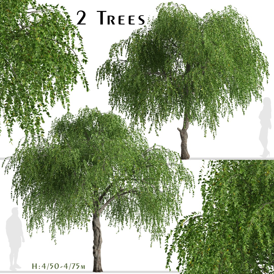 Set Of Chinese Elm Or Ulmus Parvifolia Tree - 2 Trees 3D - TurboSquid ...
