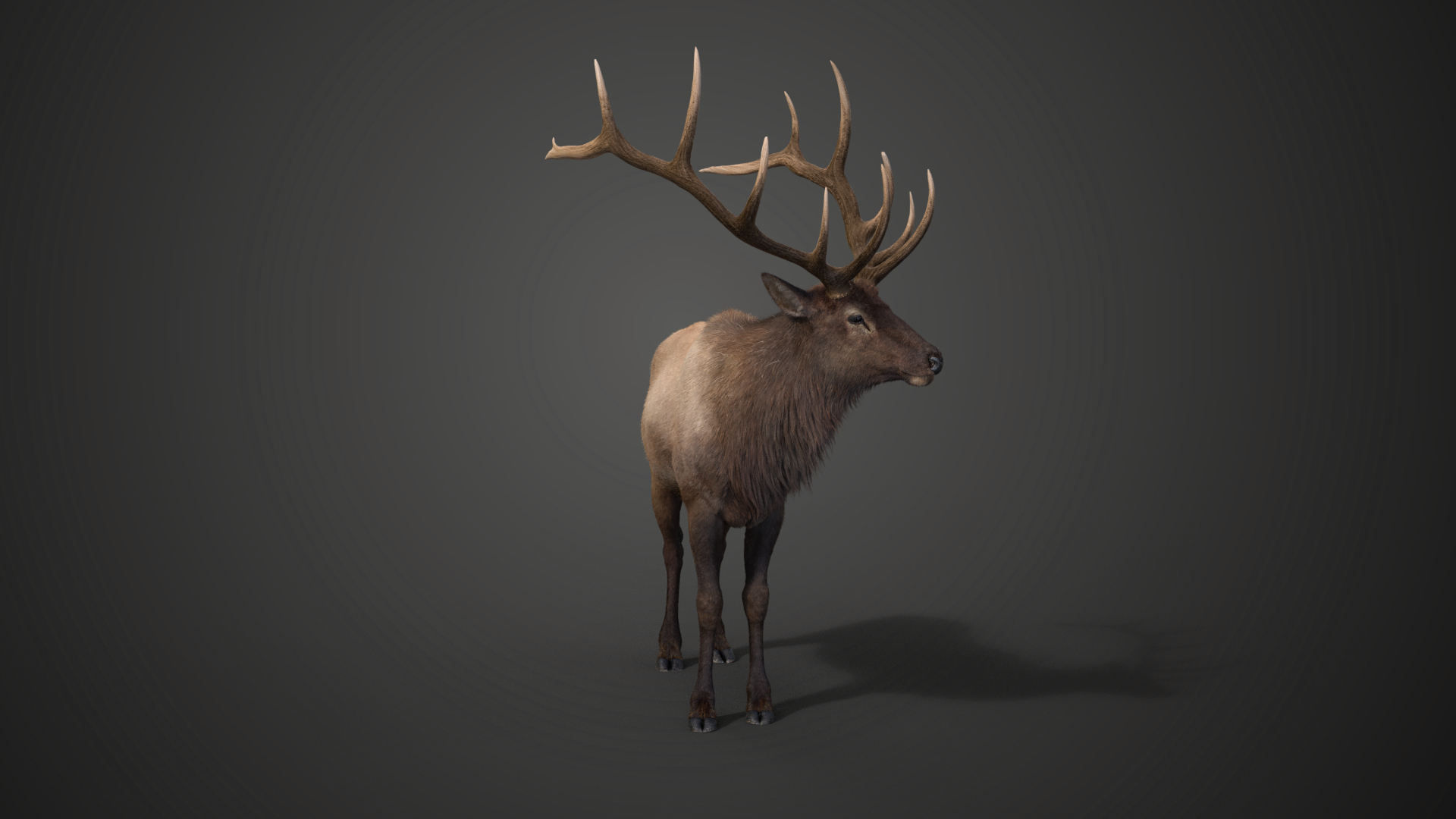 3D Male Elk Animated model - TurboSquid 1966149