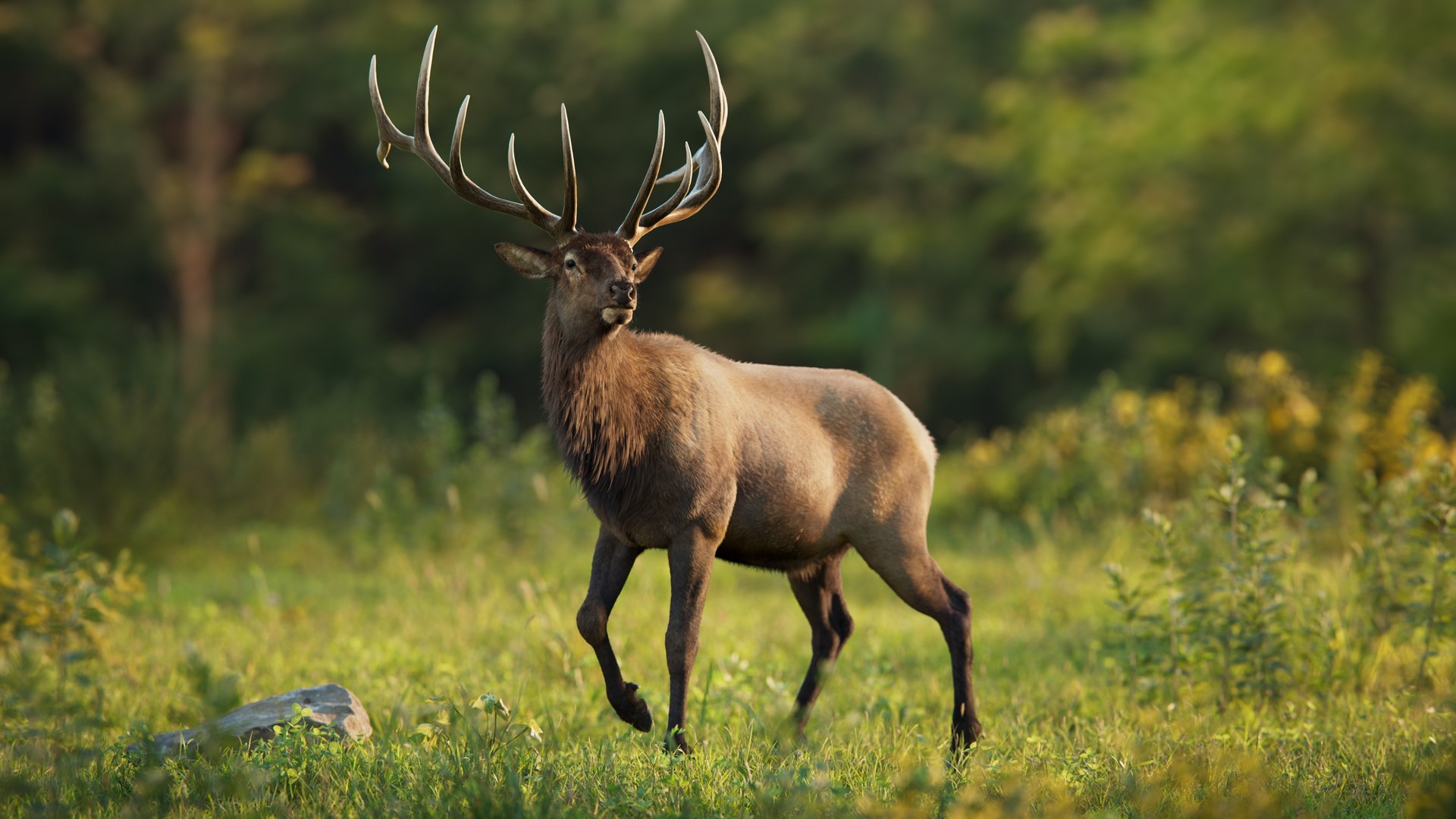 3D Male Elk Animated Model - TurboSquid 1966149