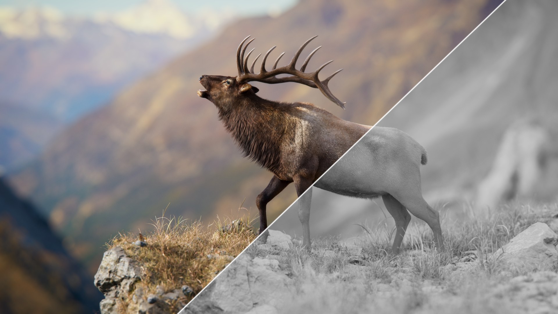 3D Male Elk Animated Model - TurboSquid 1966149