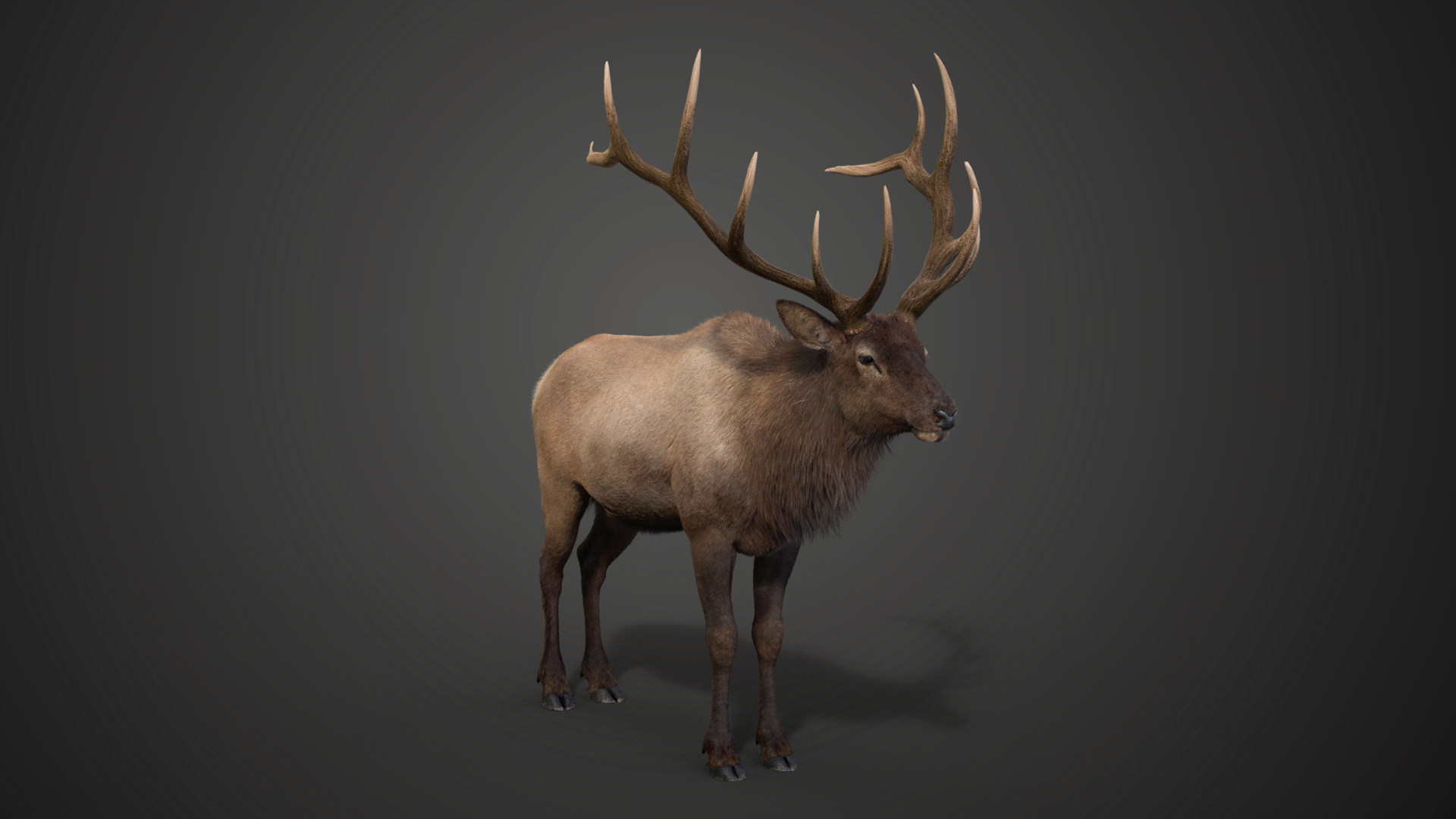 3D Male Elk Animated model - TurboSquid 1966149