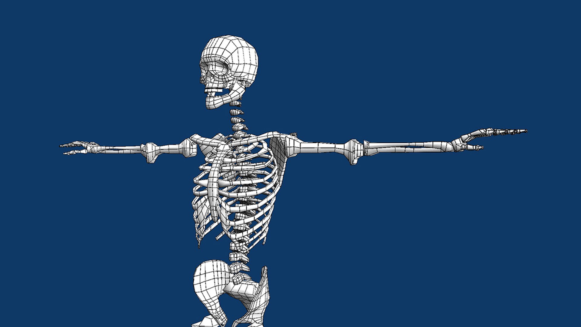 3D Skeleton Model - TurboSquid 1168663