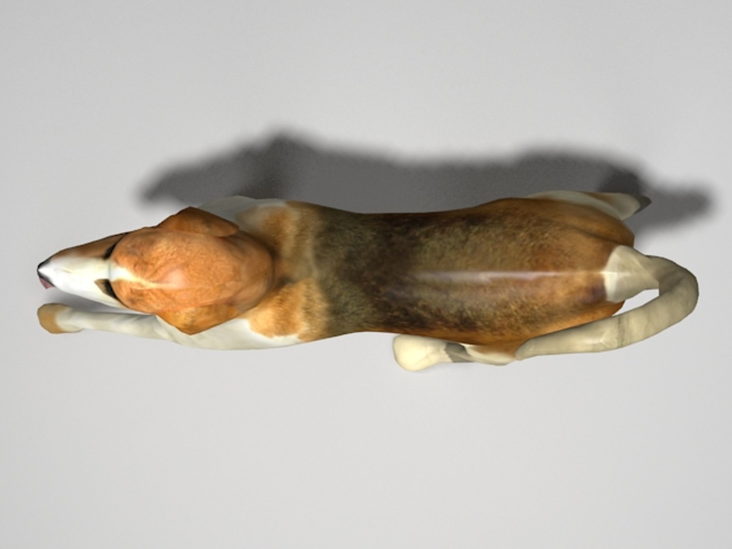 3d model beagle animals