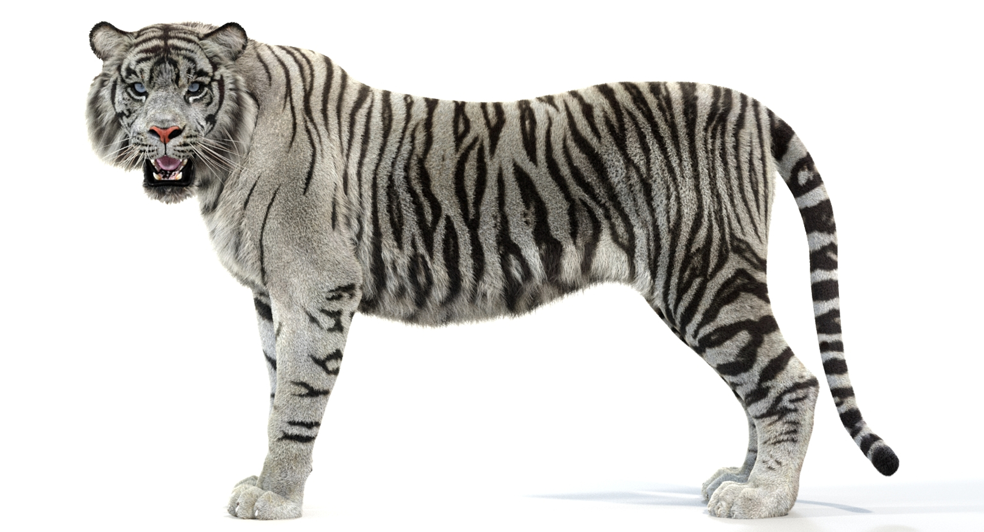 White sumatran tiger fur 3D model - TurboSquid 1202876