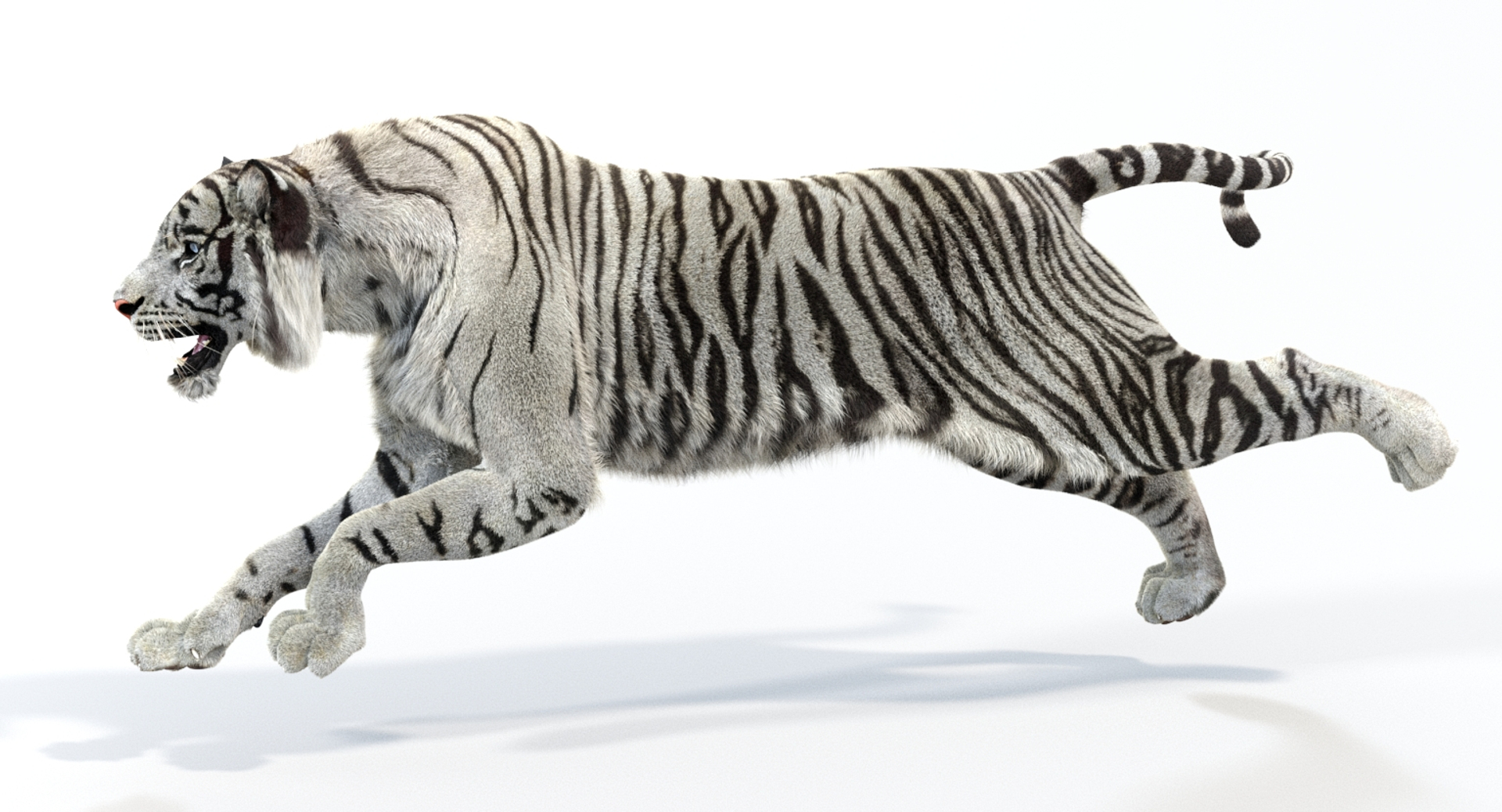 White sumatran tiger fur 3D model - TurboSquid 1202876