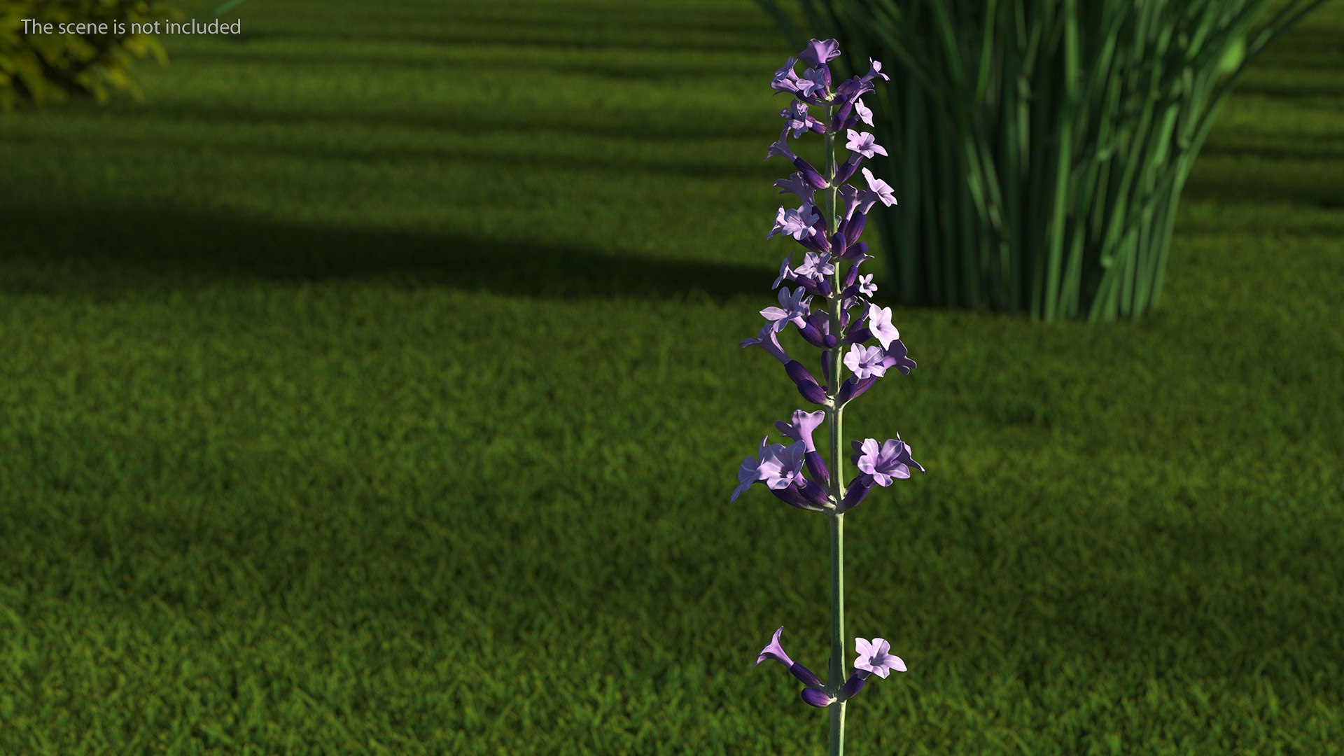 Flower Lavender Stem Model - TurboSquid 2190585