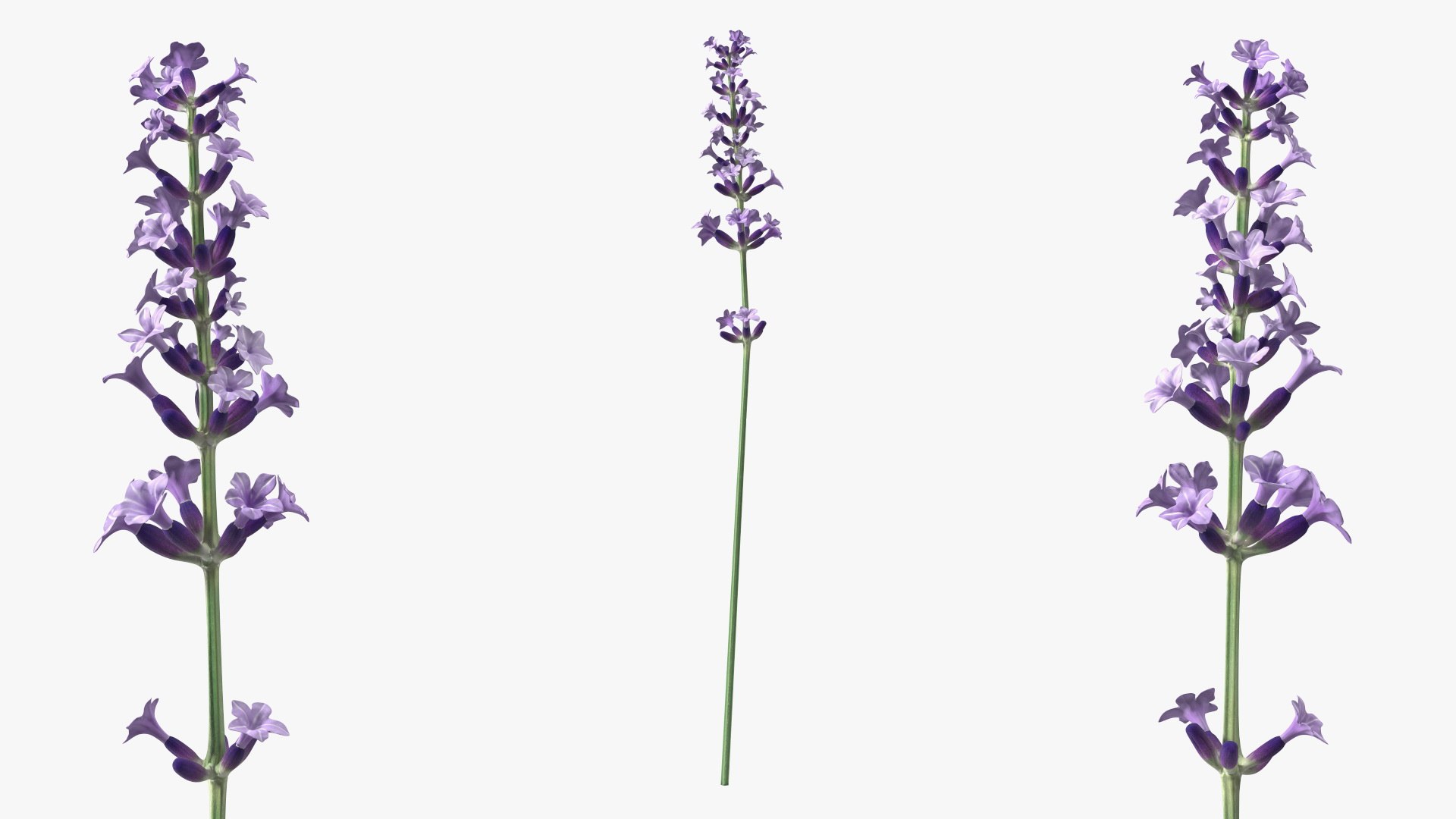 Flower Lavender Stem Model - TurboSquid 2190585