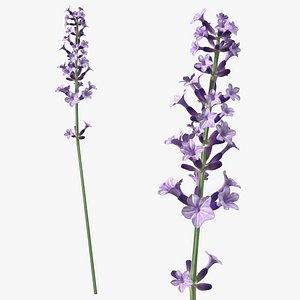3D Lavender Models | TurboSquid