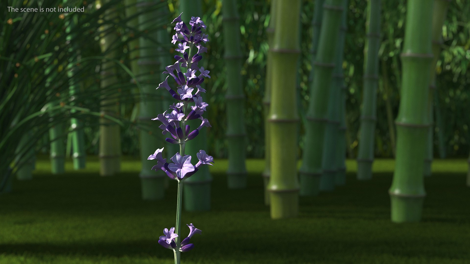 Flower Lavender Stem Model - TurboSquid 2190585