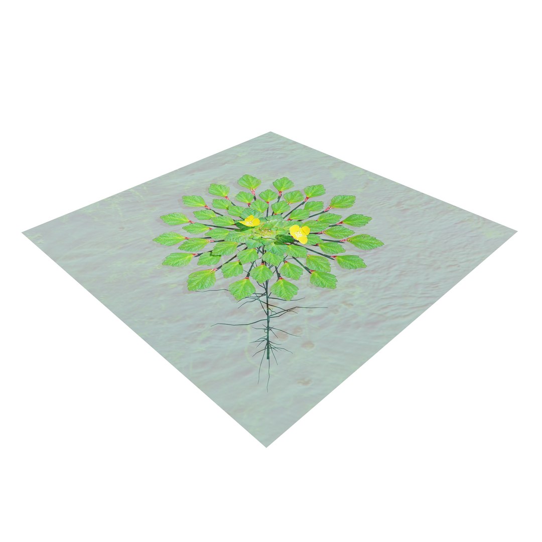 3D Aquatic Flora 3D Model - TurboSquid 2293642