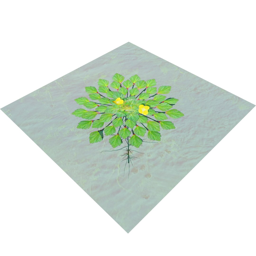 3D Aquatic Flora 3D Model - TurboSquid 2293642