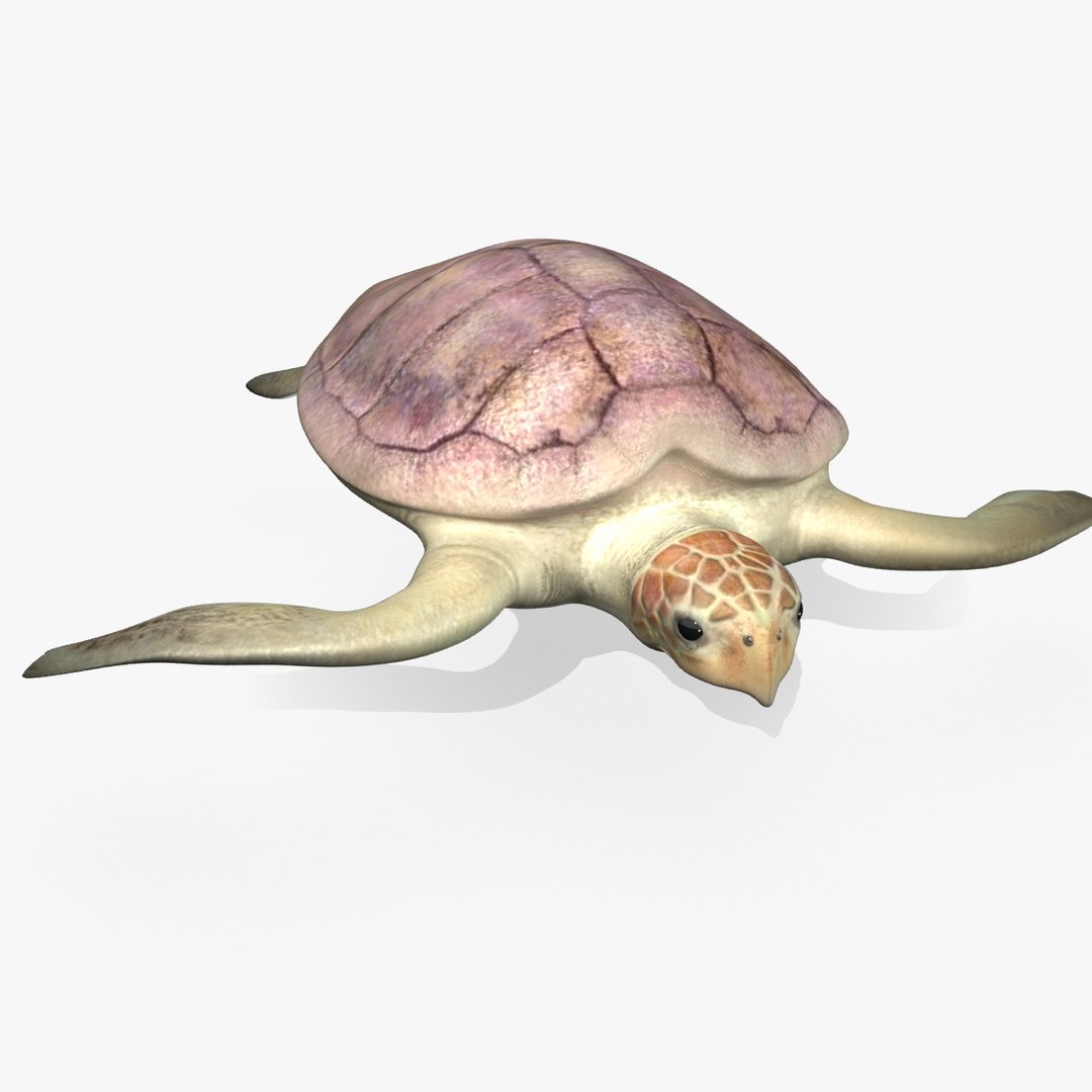 Turtle Loggerhead 3d Max