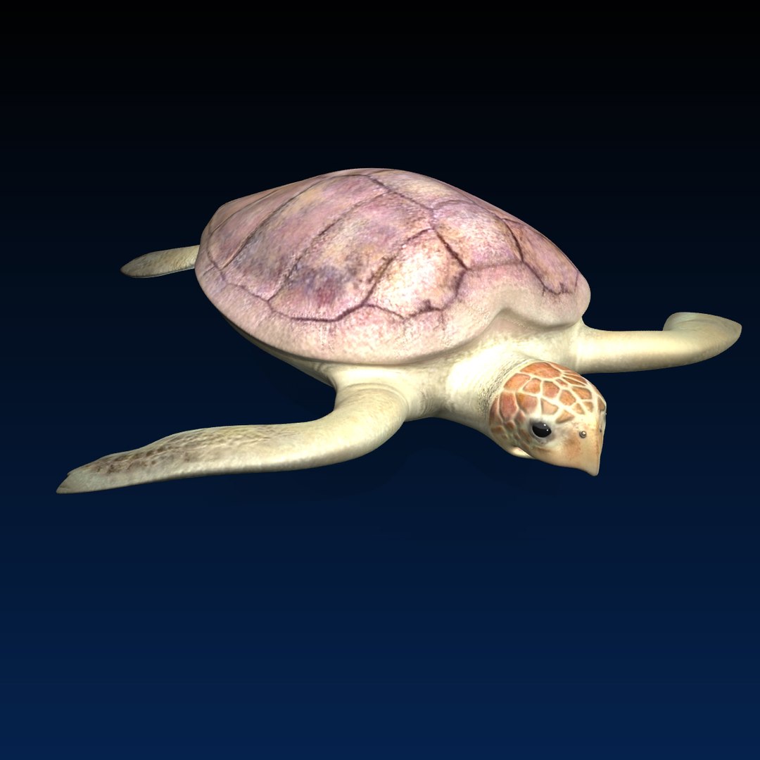 Turtle Loggerhead 3d Max
