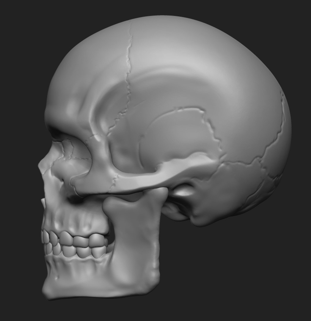 Anatomy Human Skull Printing 3D Model - TurboSquid 1236916