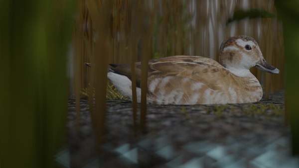 3D ready mallard duck model - TurboSquid 1642464