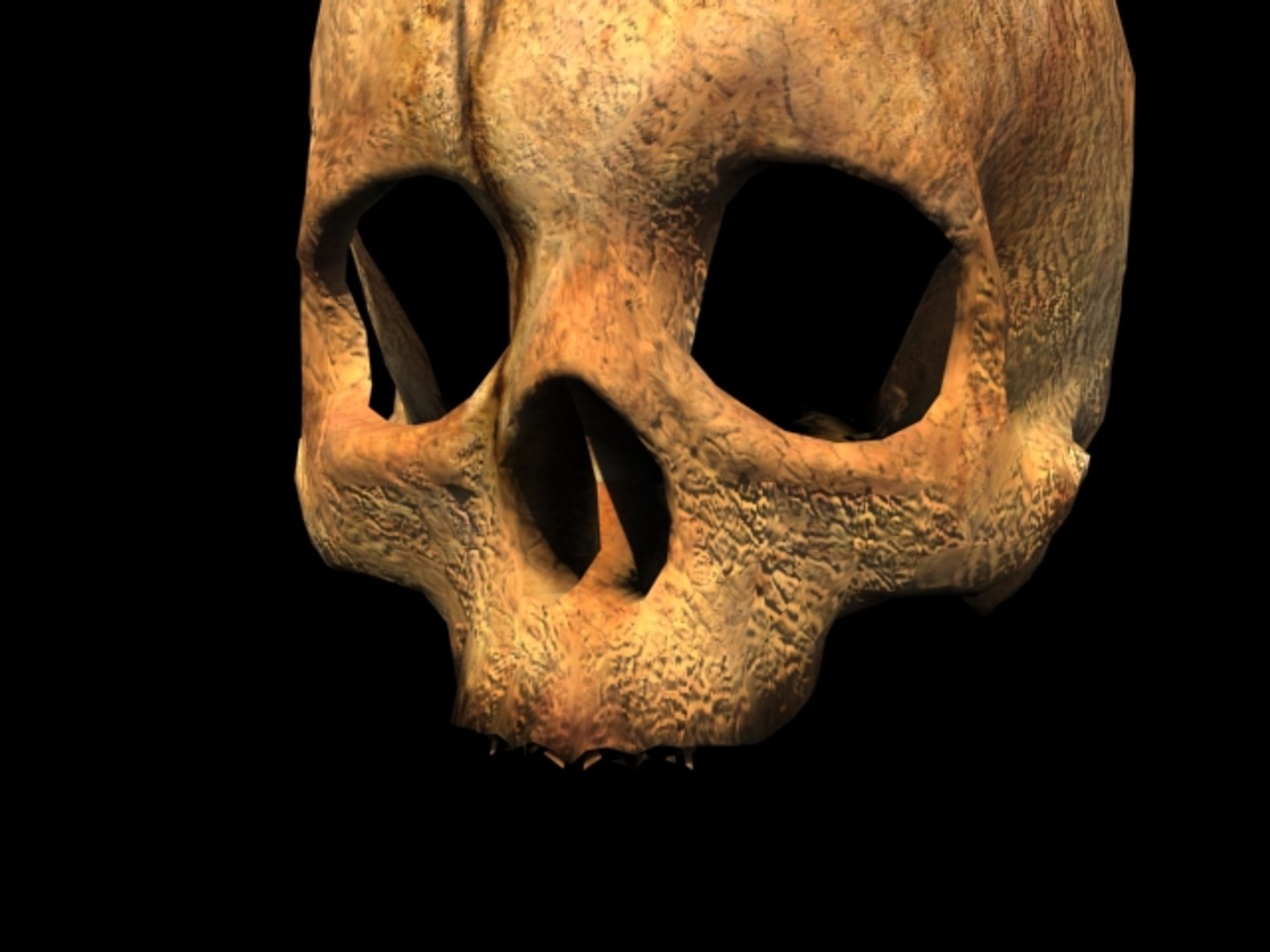 Human Skull Max