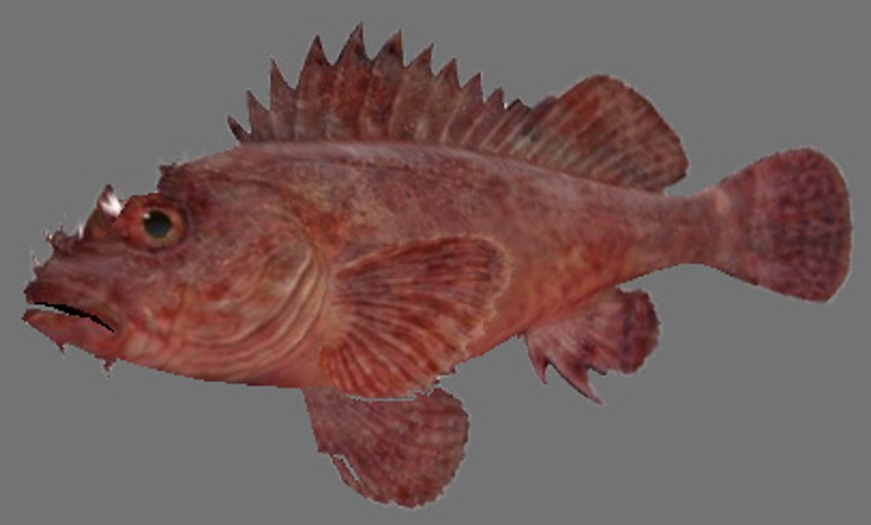 fish games 3d model