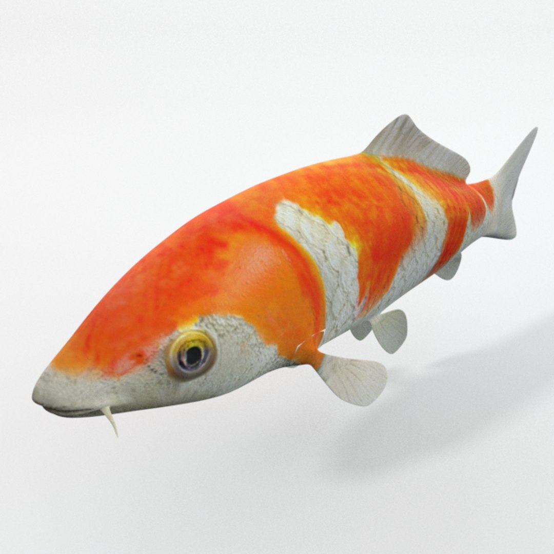 Koi fish 3D - TurboSquid 1316790