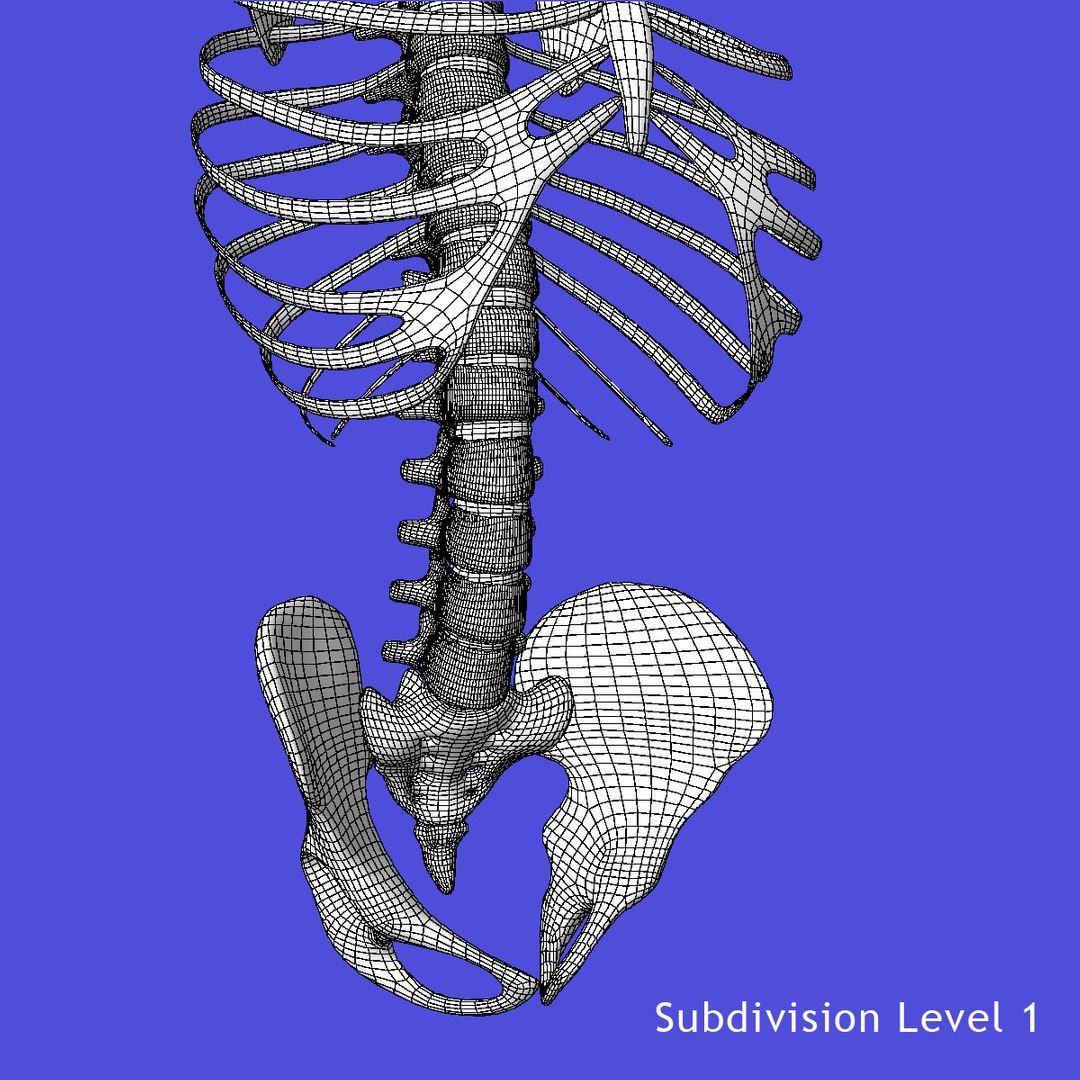 3d Human Skeleton Torso Model