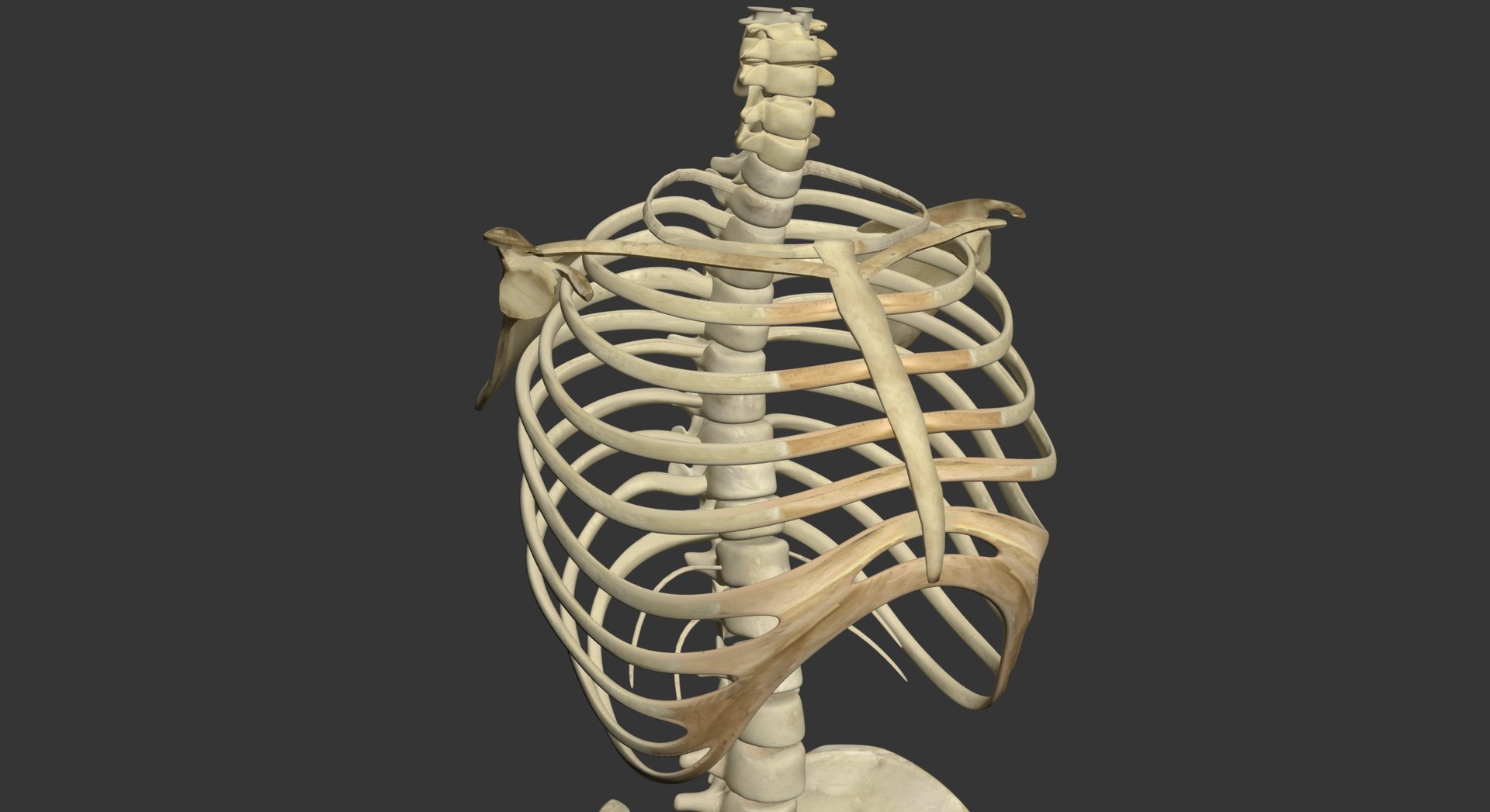 3d Human Skeleton Torso Model