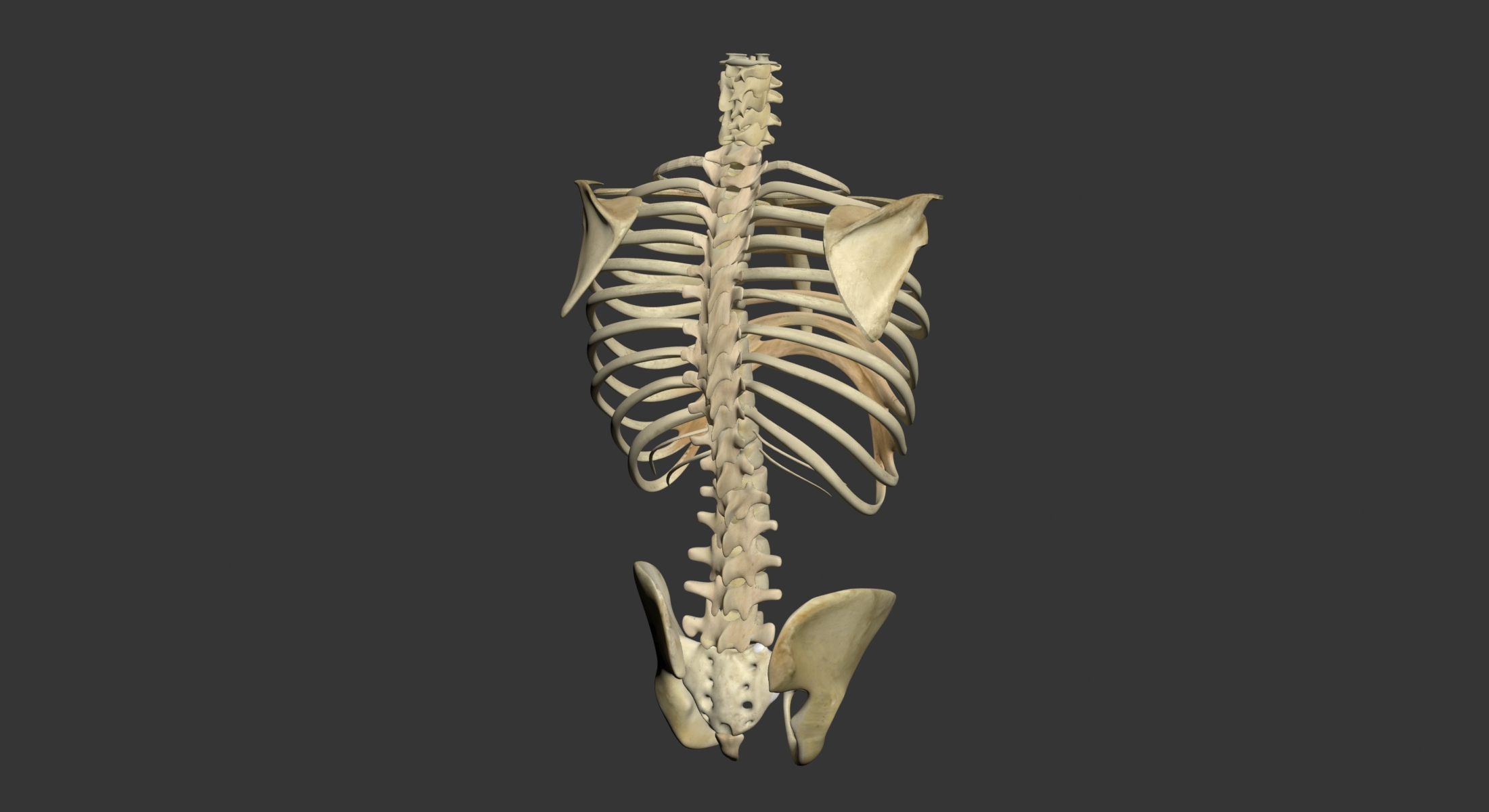 modelo 3d Torso esqueleto humano - TurboSquid 1020616