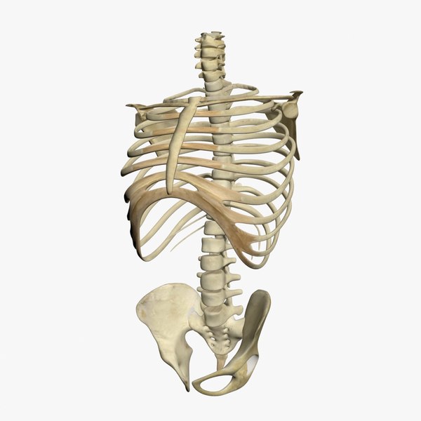 modelo 3d Torso esqueleto humano - TurboSquid 1020616