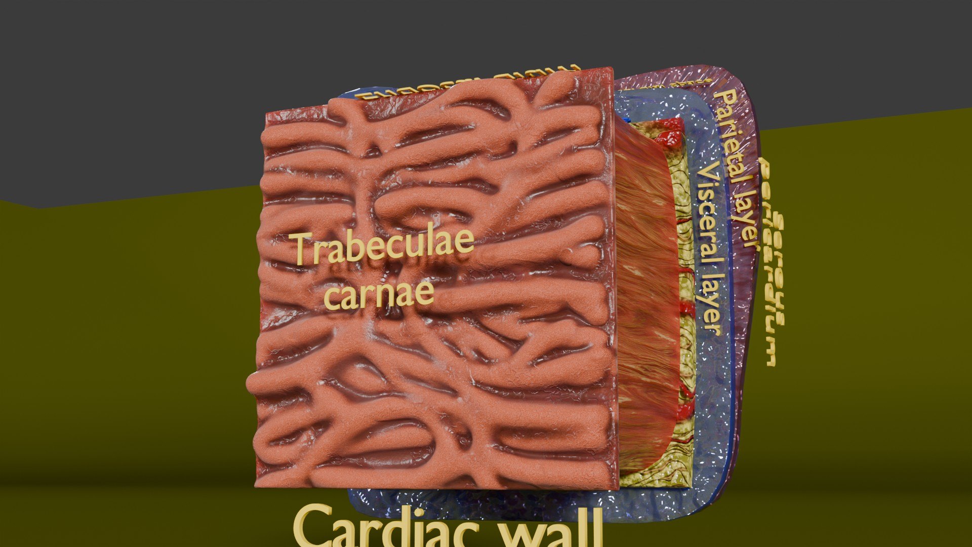 Heart Cardiac Wall Layers 3D Model - TurboSquid 2329502