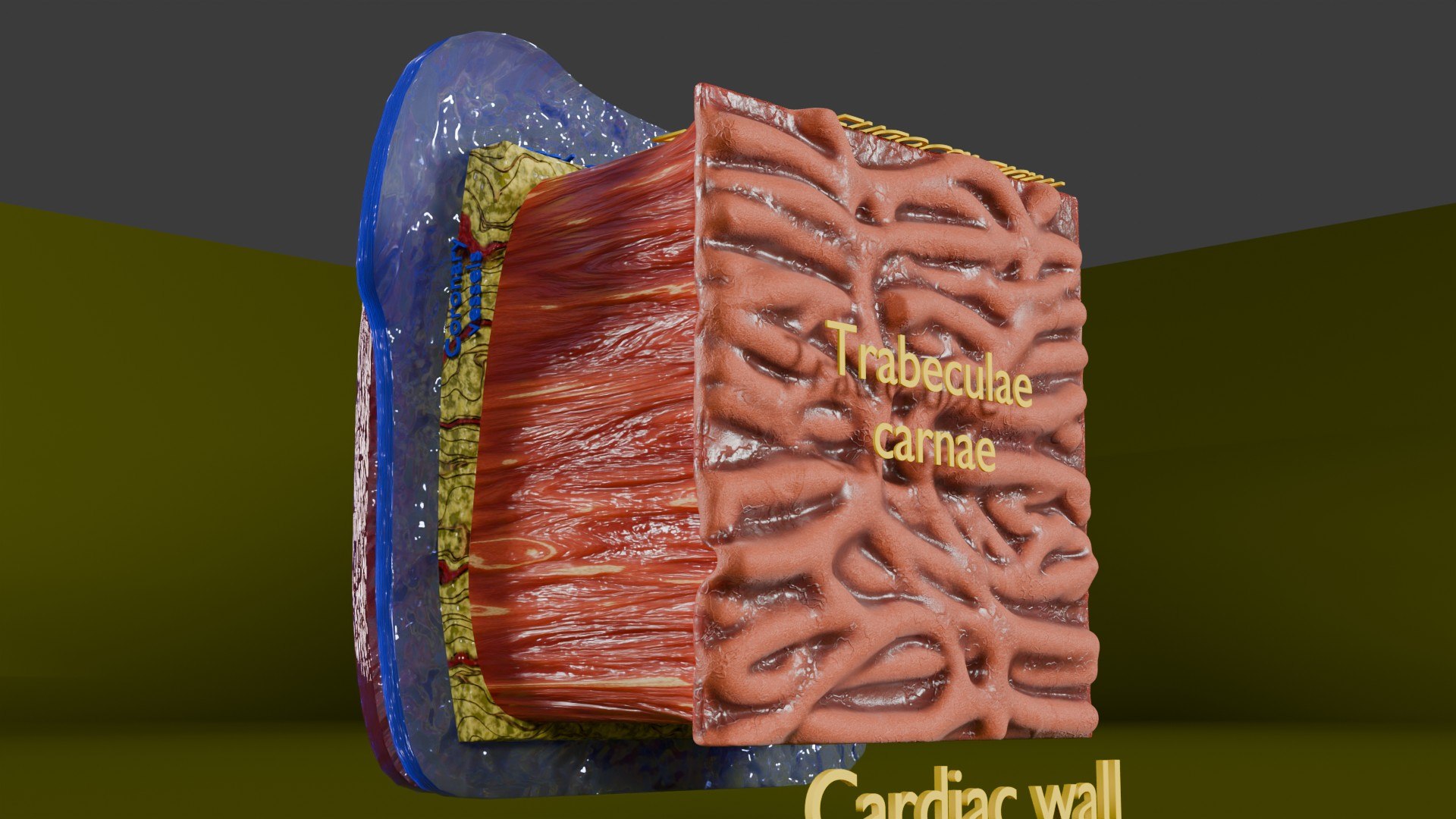 Heart Cardiac Wall Layers 3D Model - TurboSquid 2329502