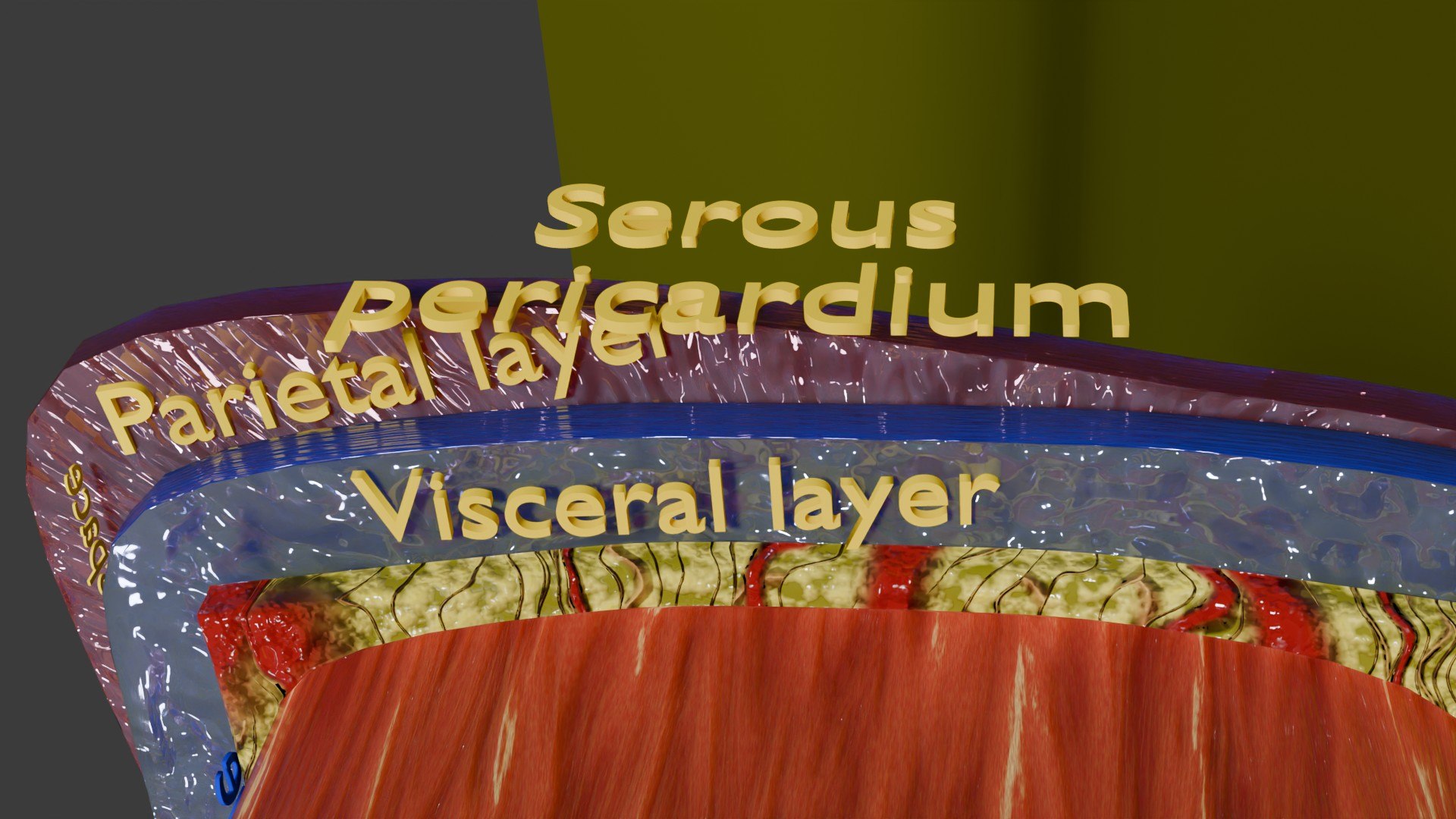 Heart Cardiac Wall Layers 3D Model - TurboSquid 2329502
