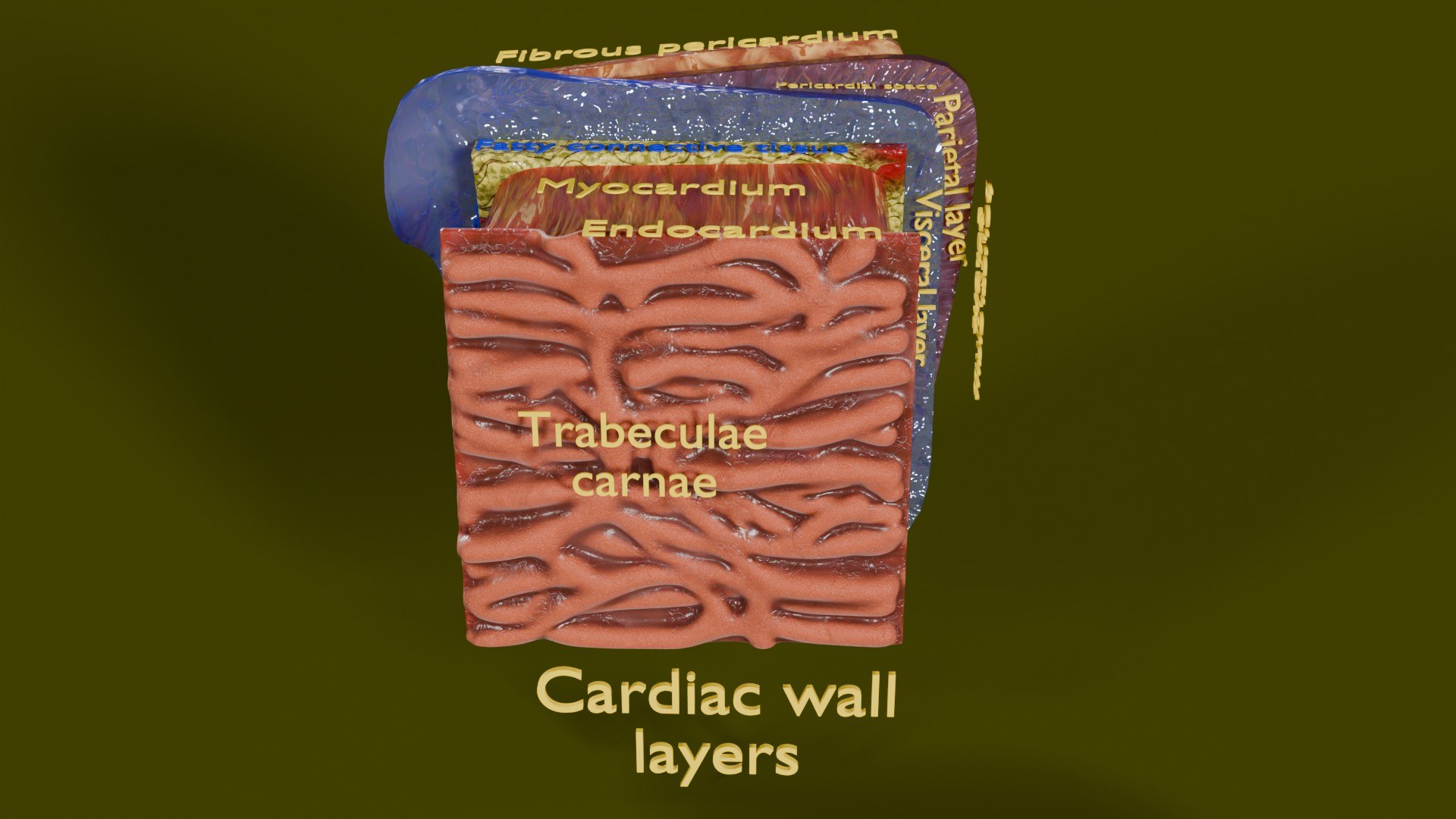 Heart Cardiac Wall Layers 3D Model - TurboSquid 2329502