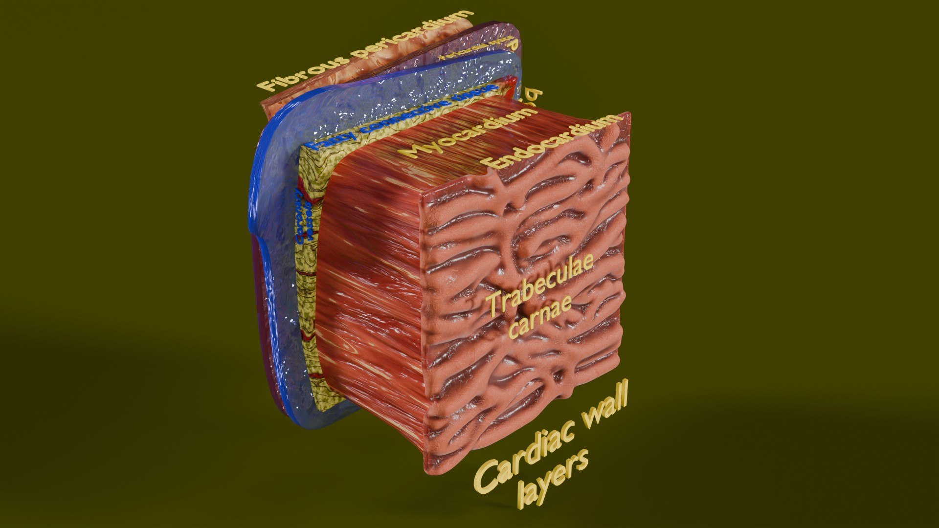 Heart Cardiac Wall Layers 3D Model - TurboSquid 2329502