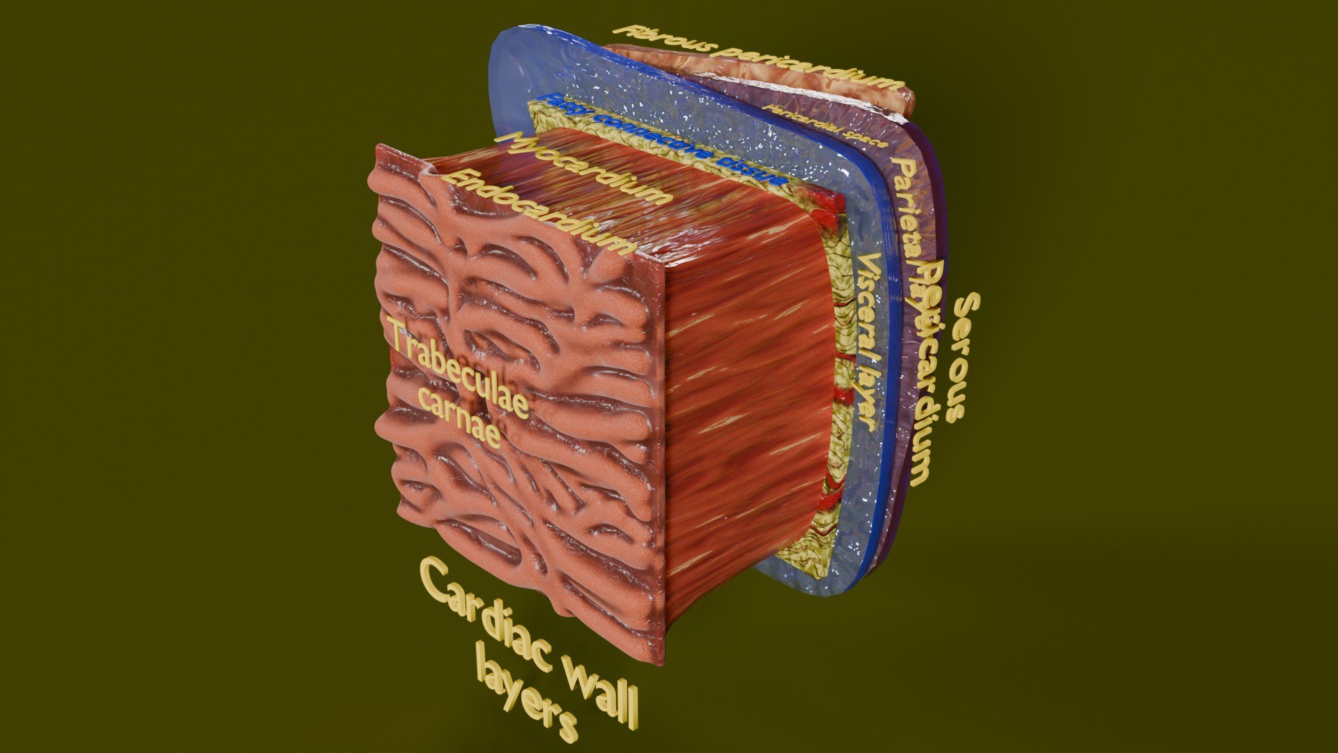 Heart Cardiac Wall Layers 3D Model - TurboSquid 2329502