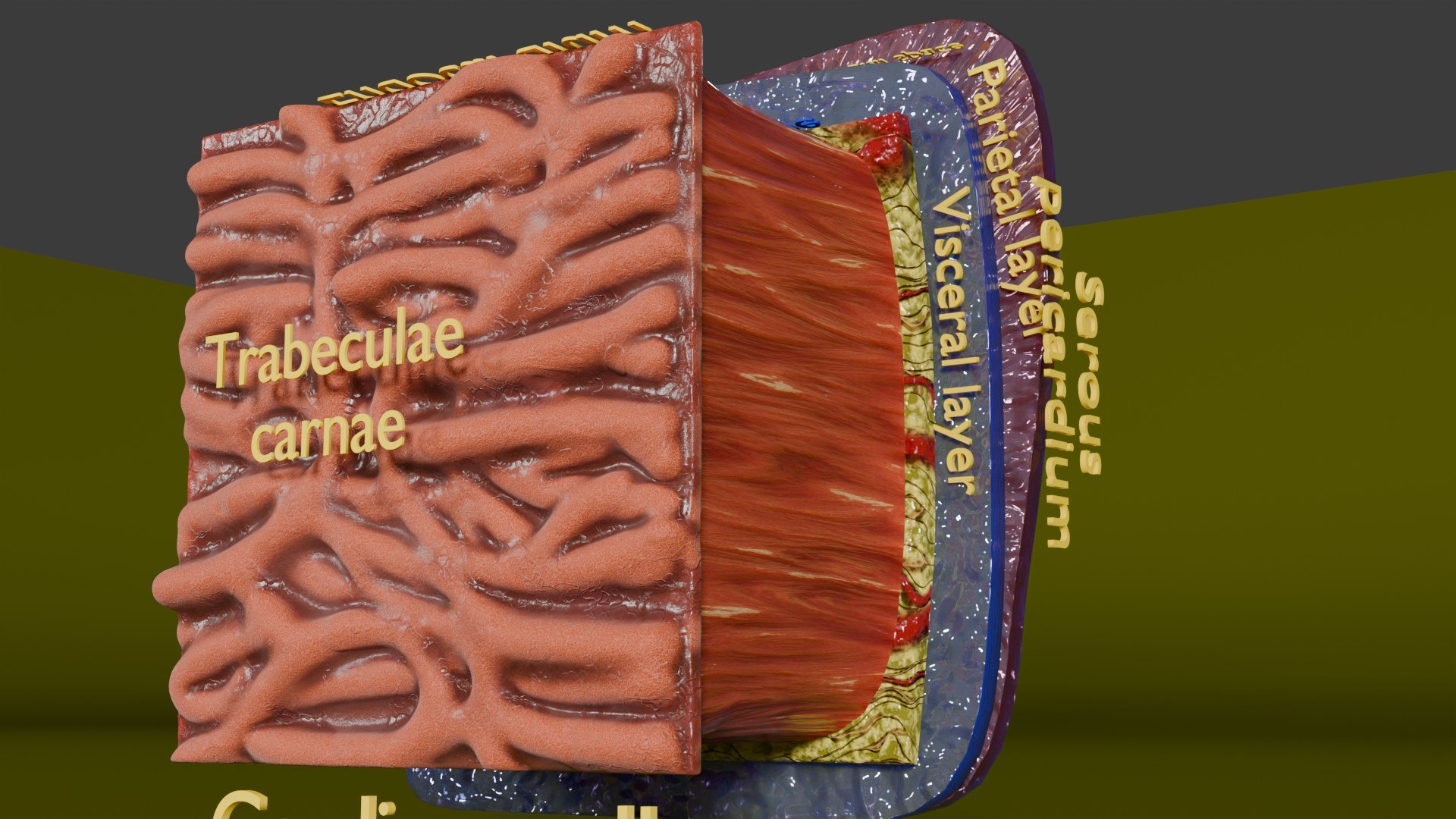 Heart Cardiac Wall Layers 3D Model - TurboSquid 2329502