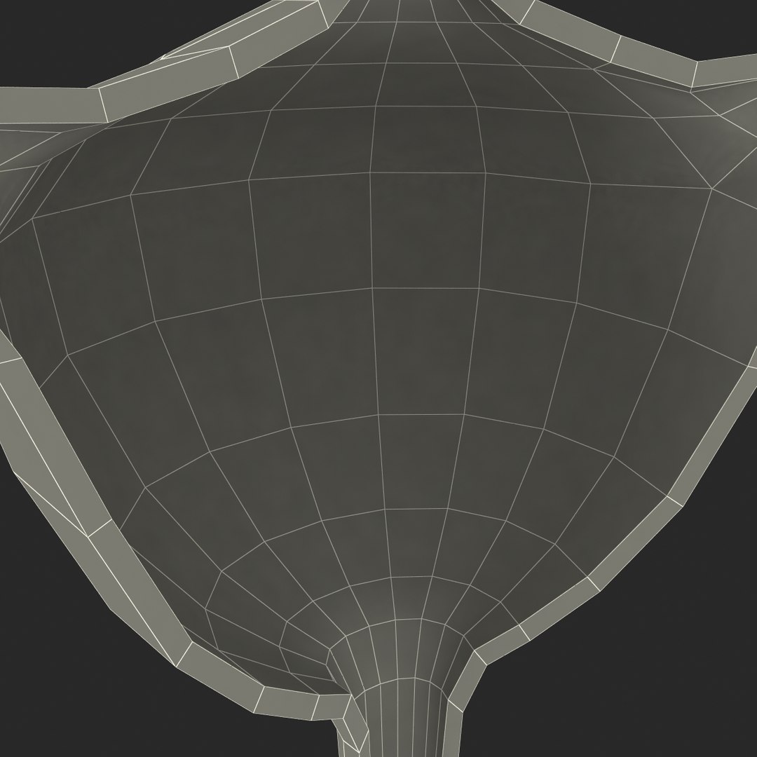 3d Model Bladder