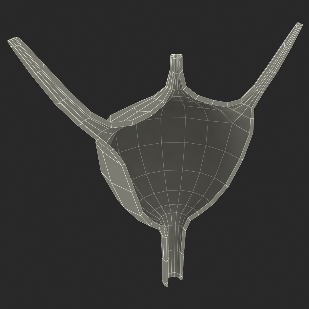 3d Model Bladder