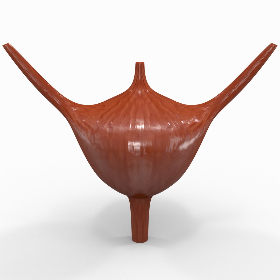3d Model Bladder