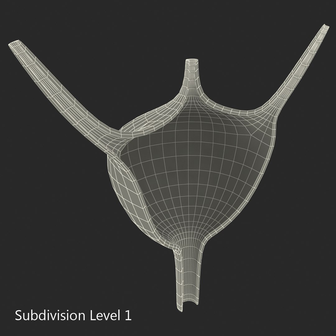 3d model bladder