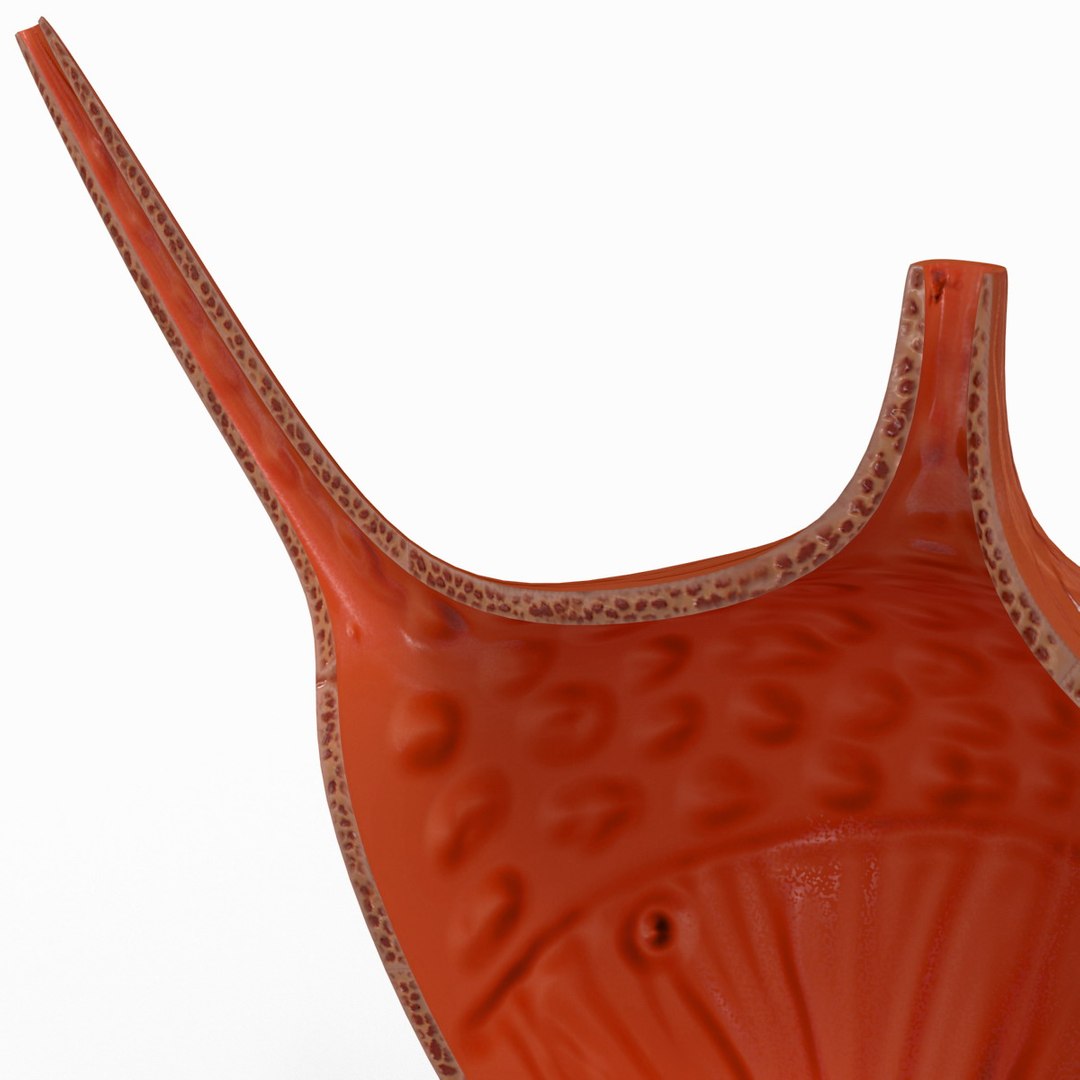3d Model Bladder