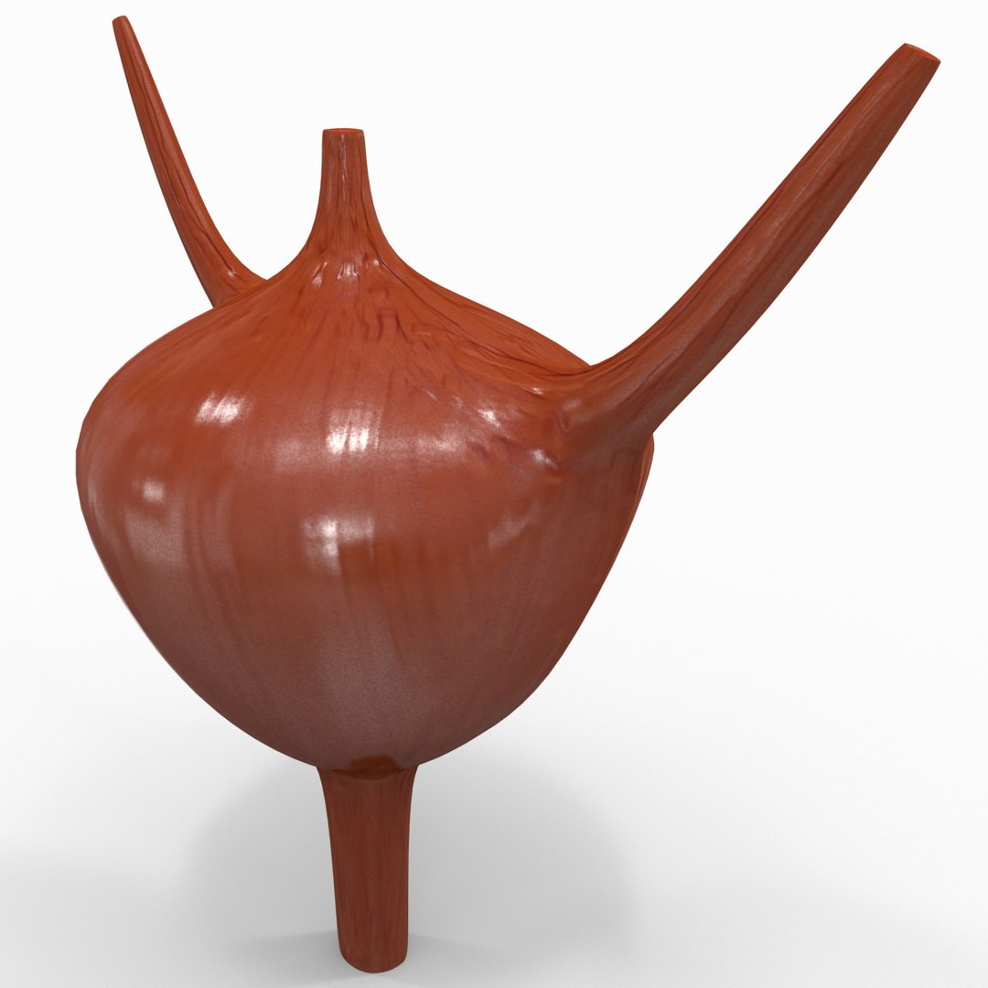 3d model bladder