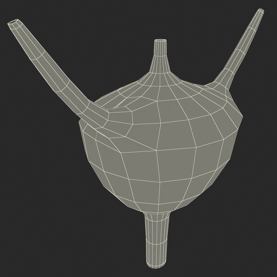 3d Model Bladder