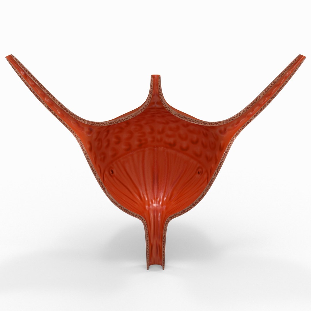 3d Model Bladder