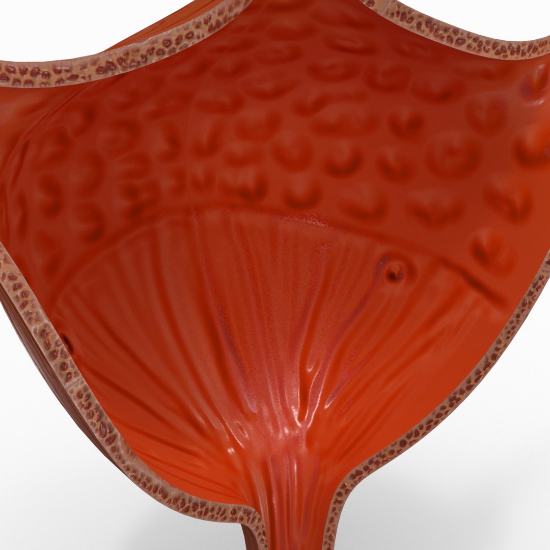 3d Model Bladder